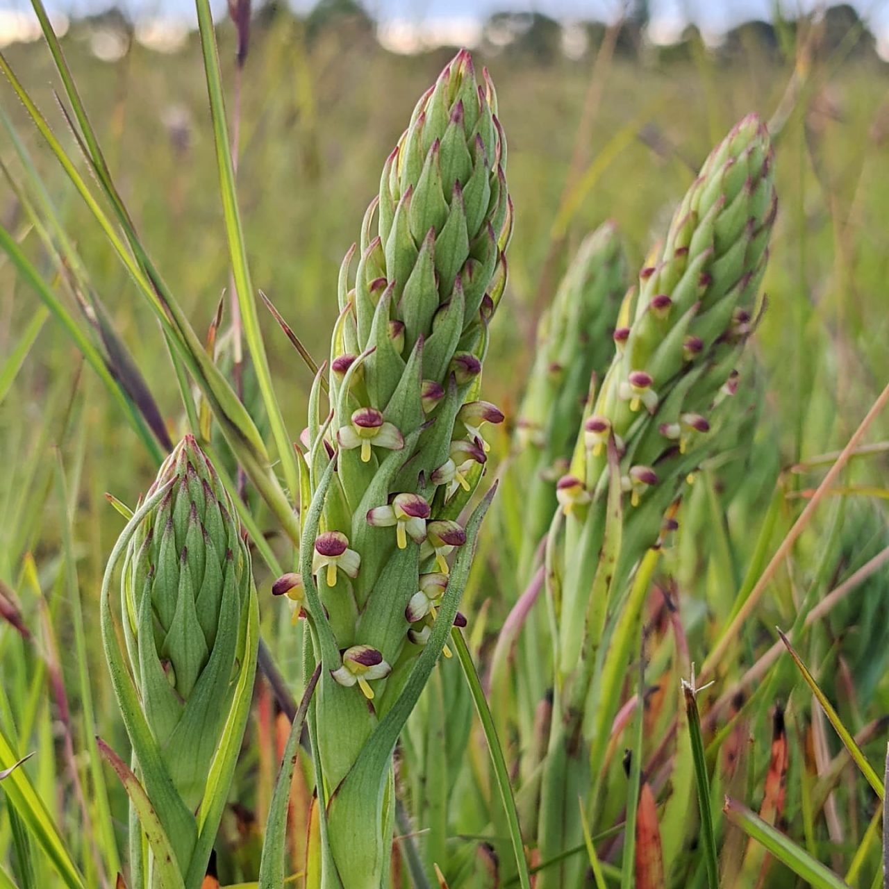 Weeds of Melbourne – Compiling a visual glossary of the weedy heritage ...
