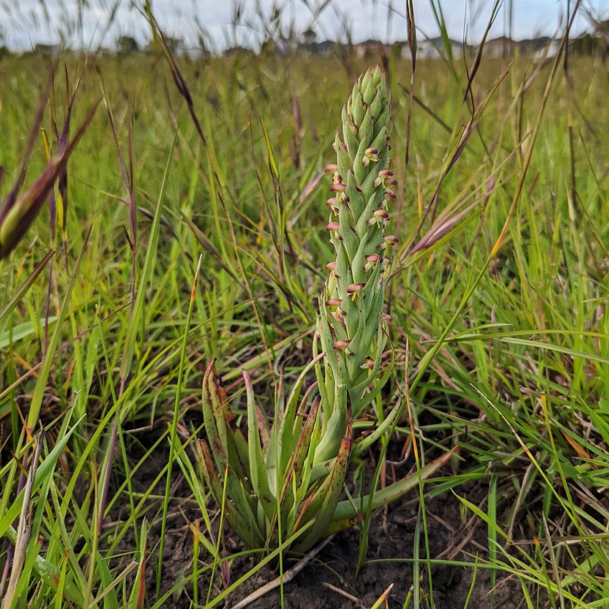 South African Weed Orchid (Disa bracteata) – Weeds of Melbourne