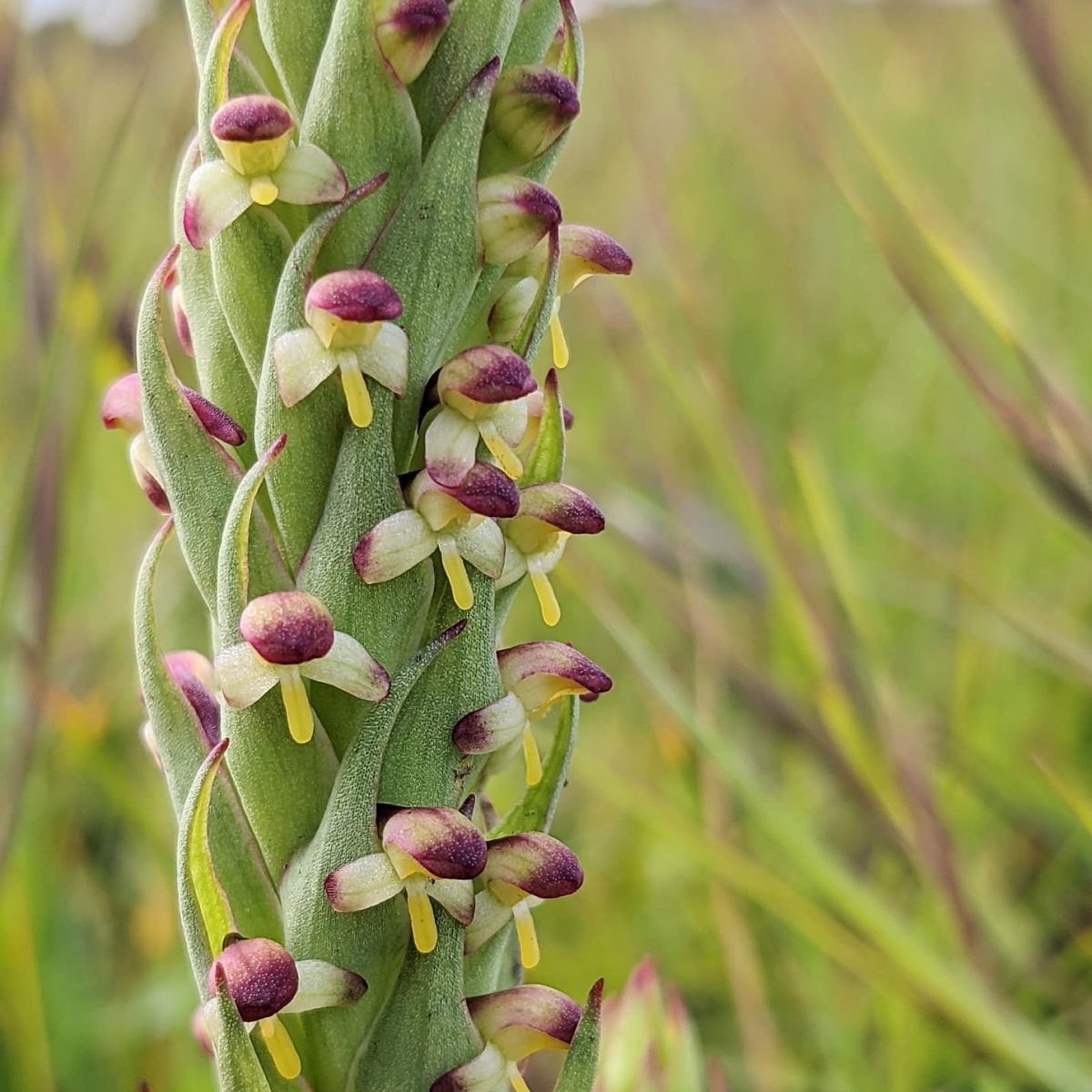 South African Weed Orchid (Disa bracteata) – Weeds of Melbourne