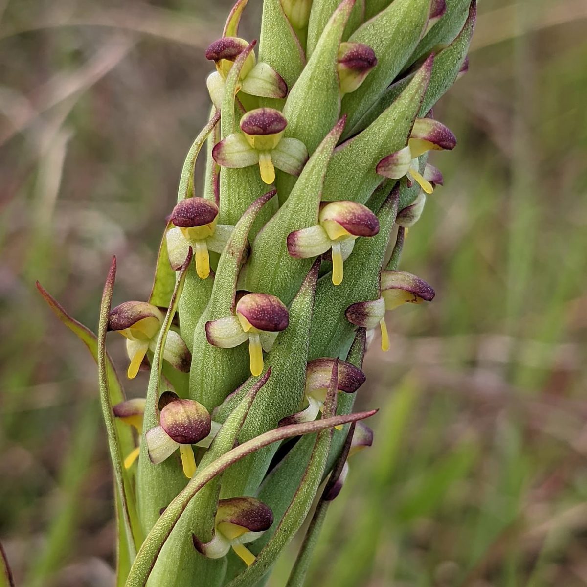 South African Weed Orchid (Disa bracteata) – Weeds of Melbourne