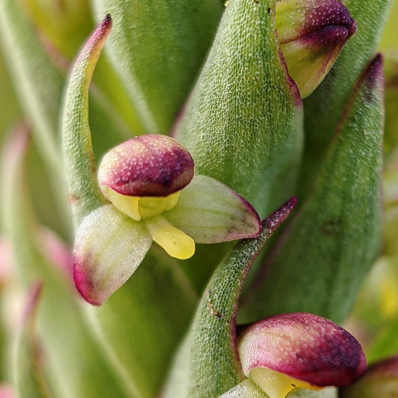 South African Weed Orchid (Disa bracteata) – Weeds of Melbourne
