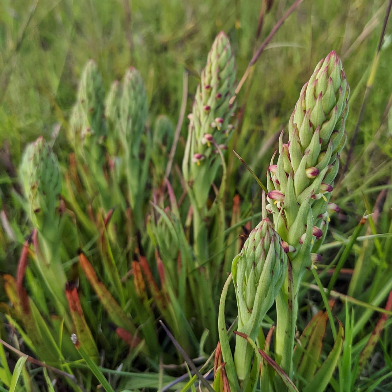 South African Weed Orchid (Disa bracteata) – Weeds of Melbourne