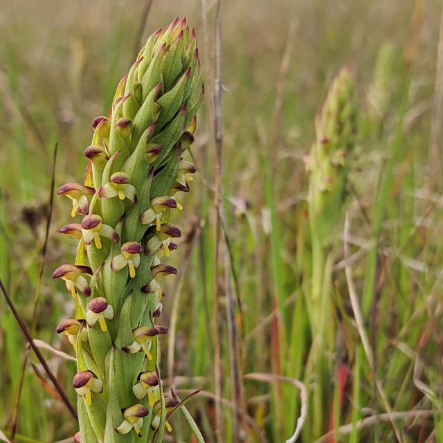 South African Weed Orchid (Disa bracteata) – Weeds of Melbourne
