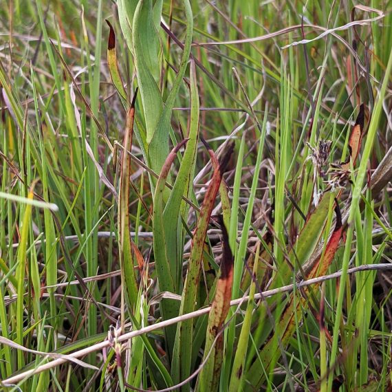 South African Weed Orchid (Disa bracteata) – Weeds of Melbourne