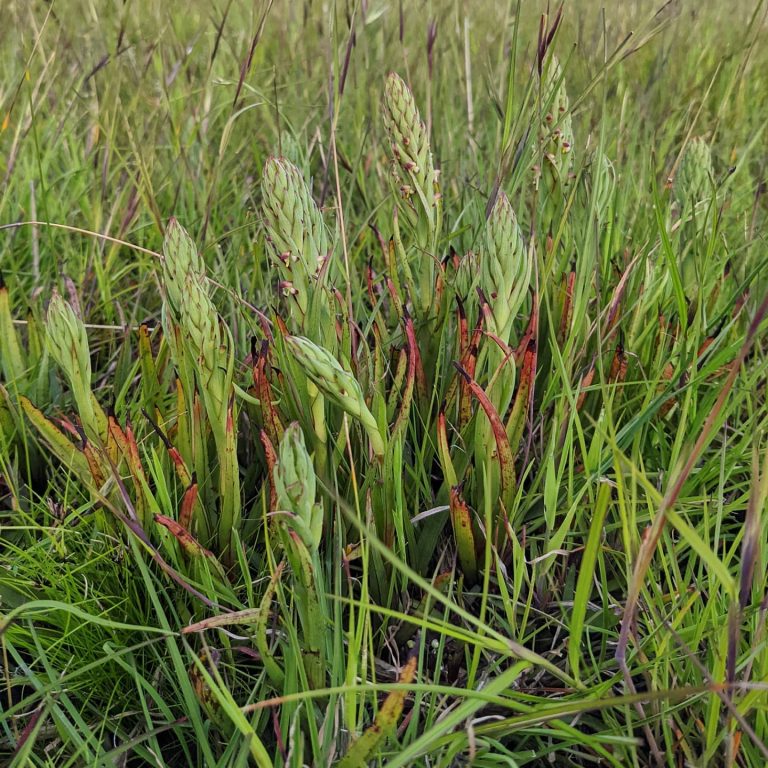 South African Weed Orchid (Disa bracteata) – Weeds of Melbourne