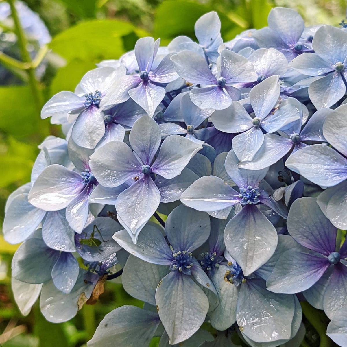 Bigleaf Hydrangea Hydrangea Macrophylla Weeds Of Melbourne