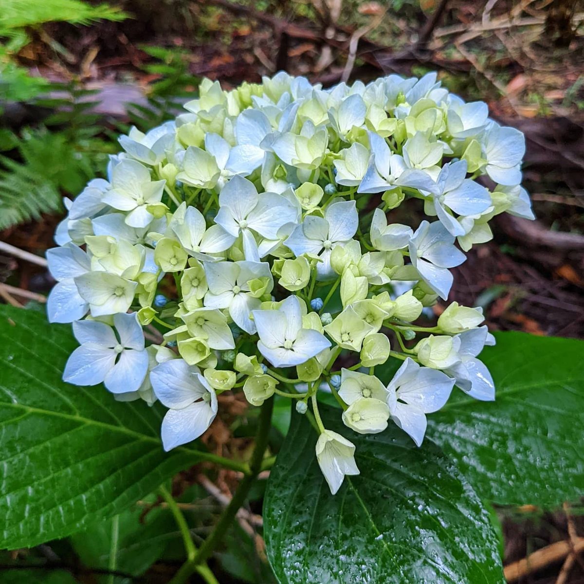 Bigleaf Hydrangea (Hydrangea macrophylla) – Weeds of Melbourne