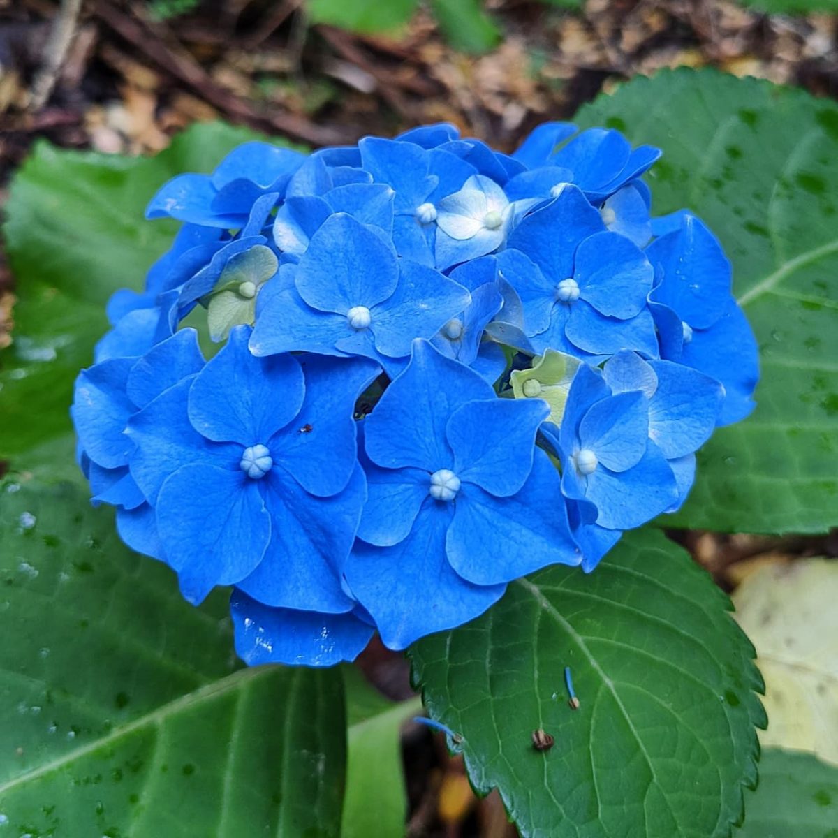 Bigleaf Hydrangea (Hydrangea macrophylla) – Weeds of Melbourne