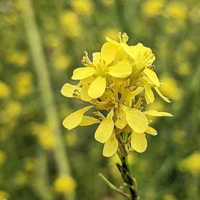 Weeds of Melbourne – Compiling a visual glossary of the weedy heritage ...
