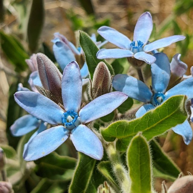 Weeds of Melbourne – Compiling a visual glossary of the weedy heritage ...