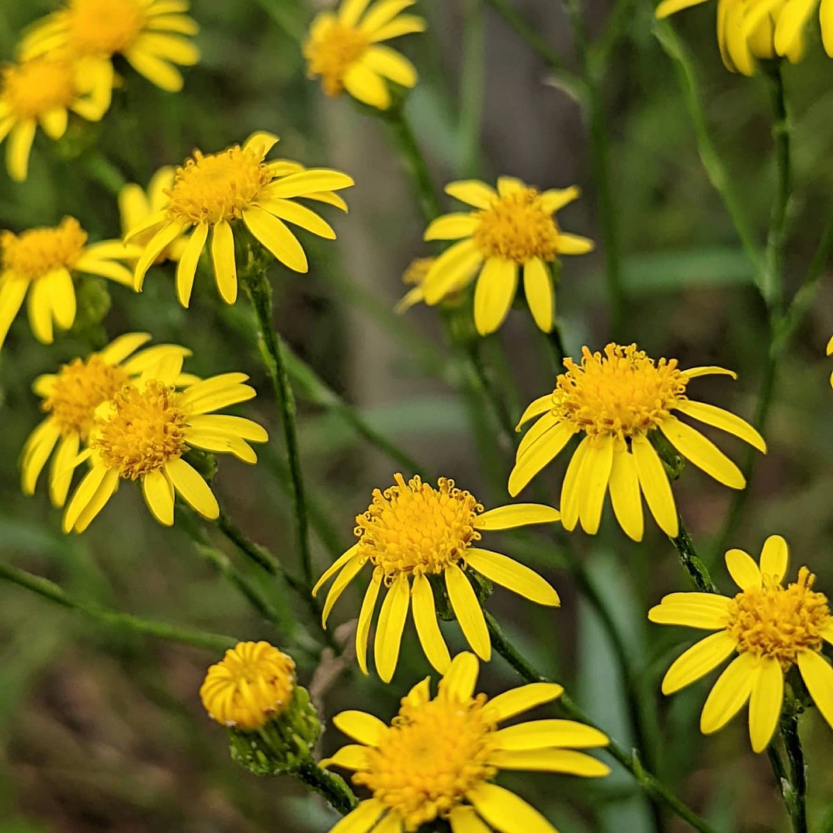 Winged Groundsel (Senecio pterophorus) – Weeds of Melbourne
