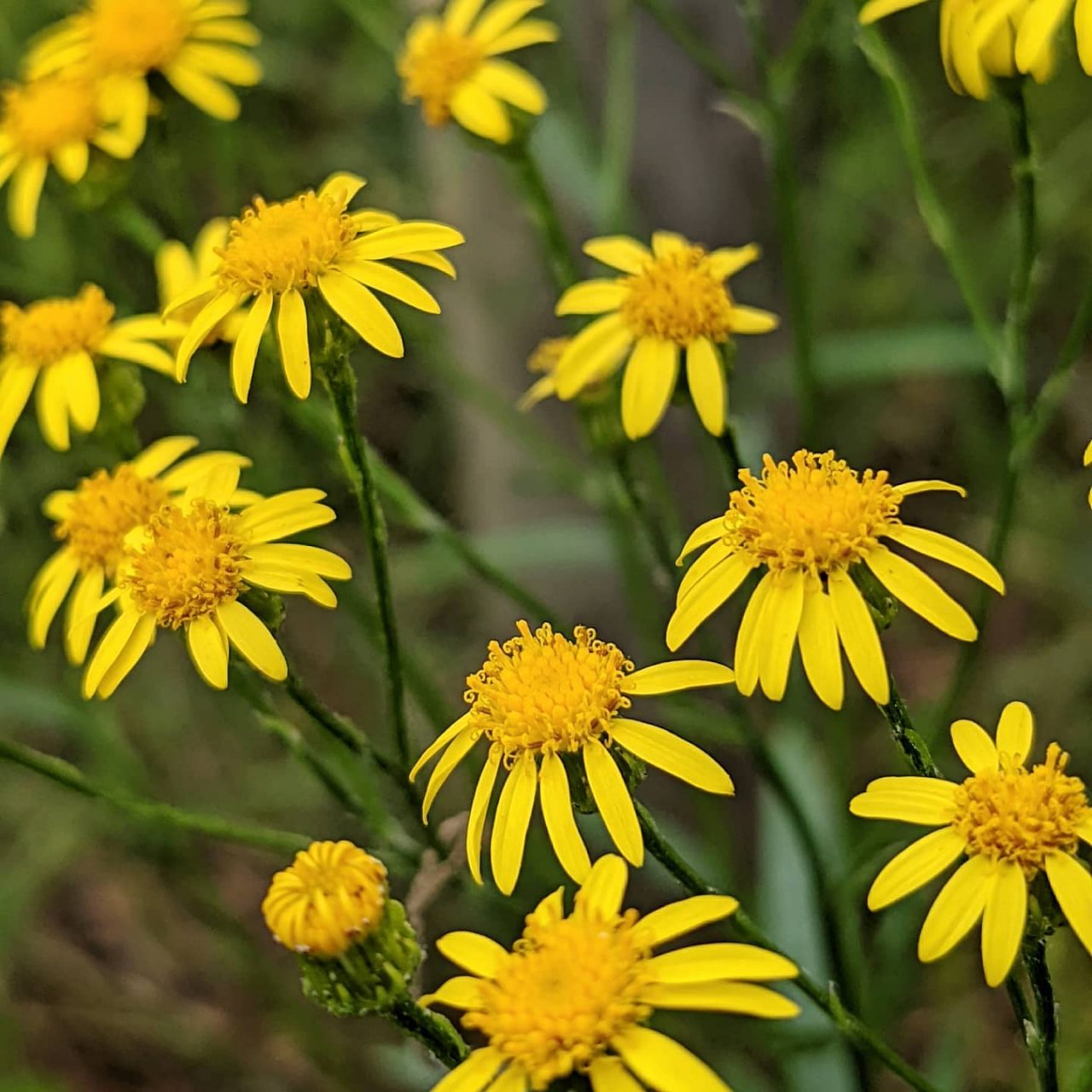Winged Groundsel (Senecio pterophorus) – Weeds of Melbourne