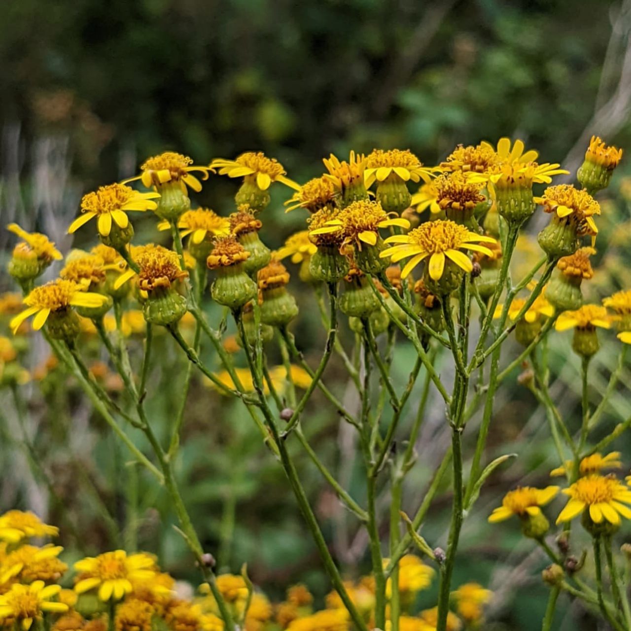 Winged Groundsel (Senecio pterophorus) – Weeds of Melbourne