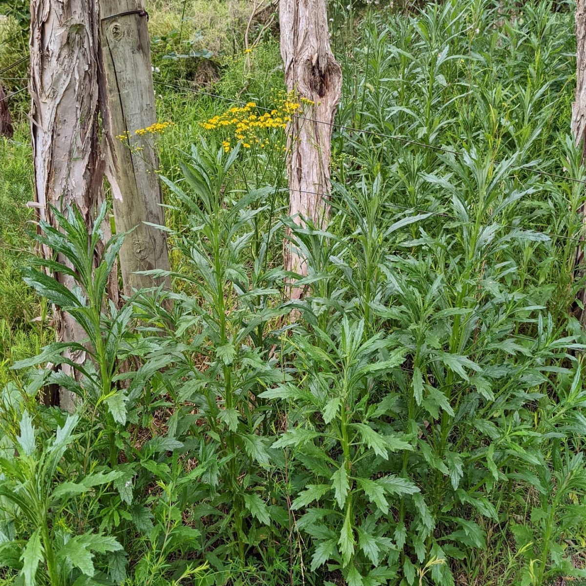 Winged Groundsel (Senecio pterophorus) – Weeds of Melbourne