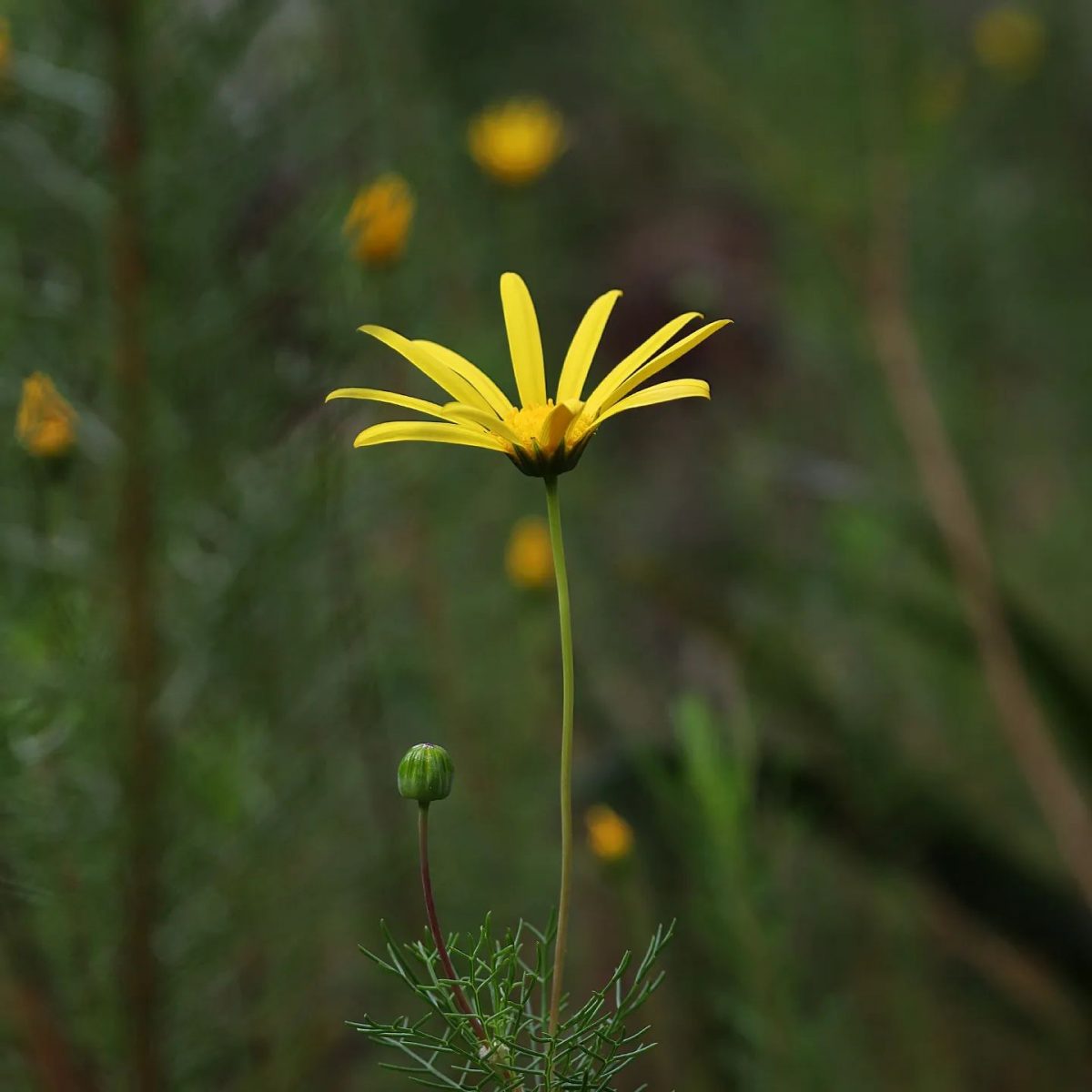 Winter Euryops (Euryops abrotanifolius) – Weeds of Melbourne