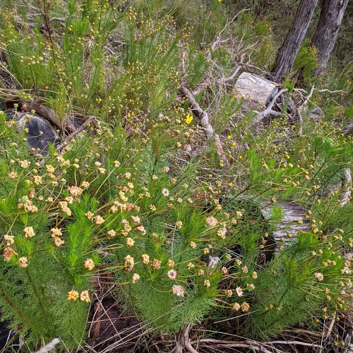 Winter Euryops (Euryops abrotanifolius) – Weeds of Melbourne