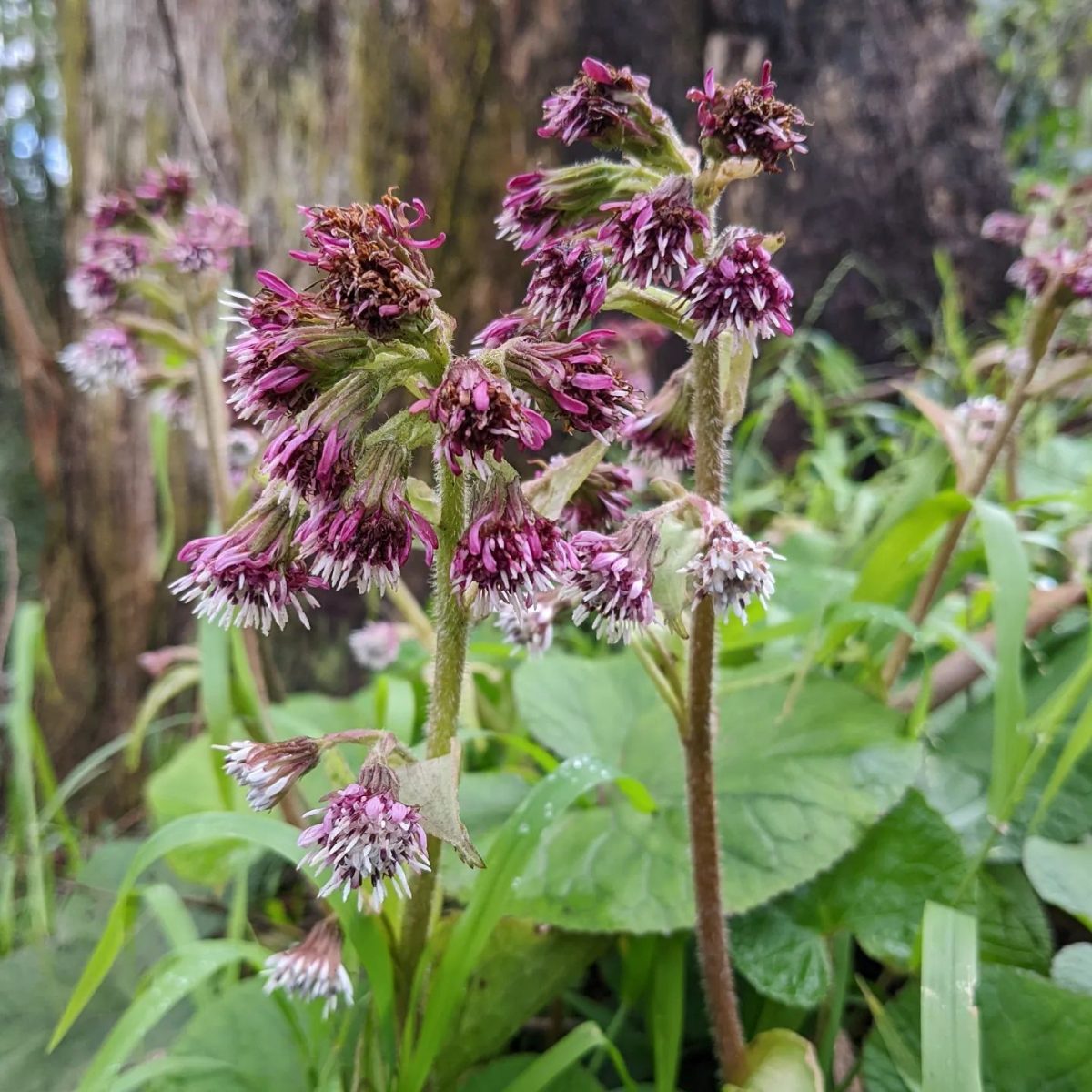 Winter Heliotrope (Petasites pyrenaicus) – Weeds of Melbourne