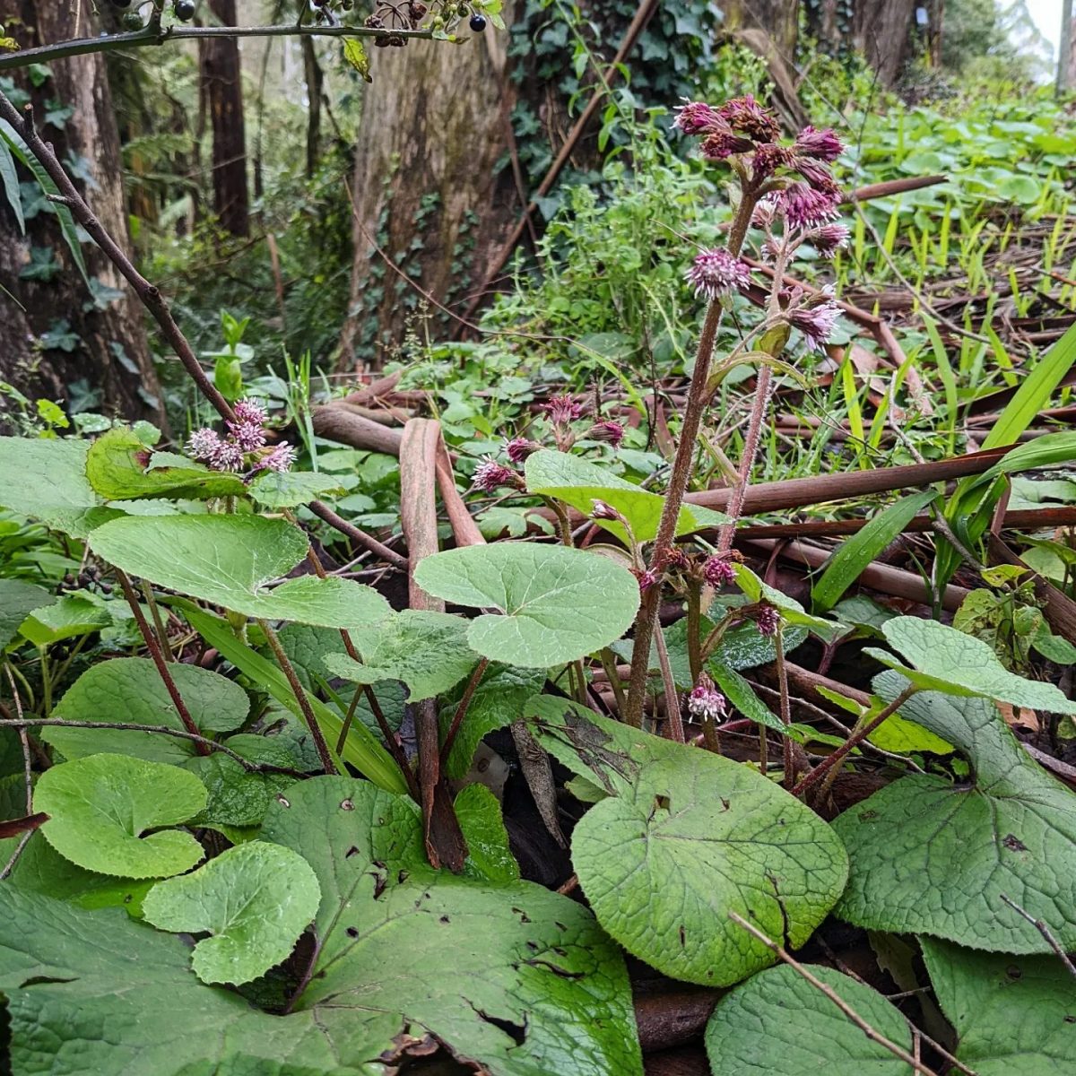 Winter Heliotrope (Petasites pyrenaicus) – Weeds of Melbourne