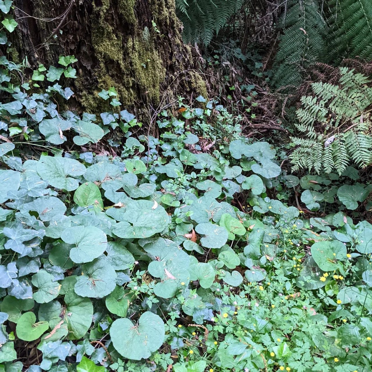 Winter Heliotrope (Petasites pyrenaicus) – Weeds of Melbourne