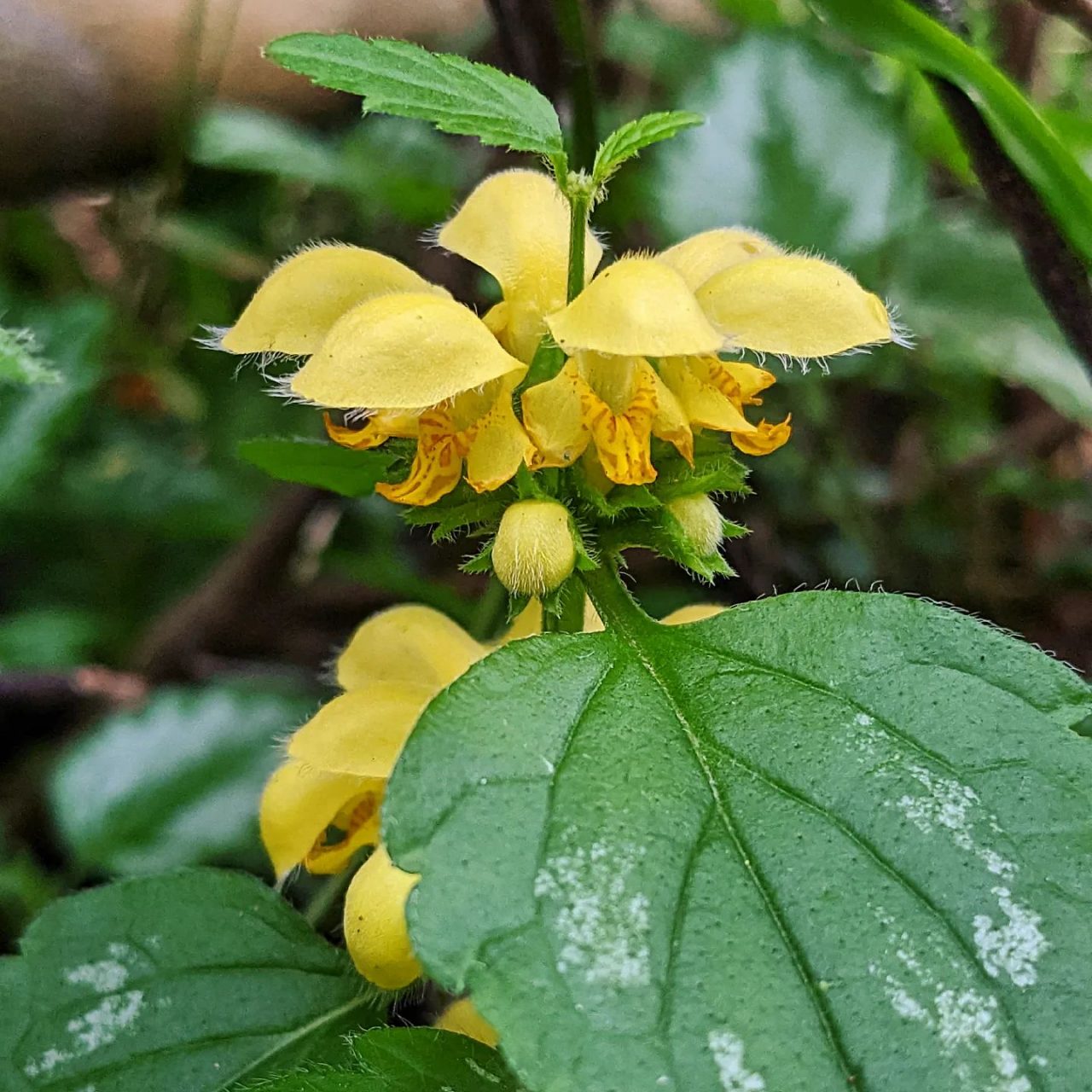 Yellow Archangel (Lamium argentatum) – Weeds of Melbourne