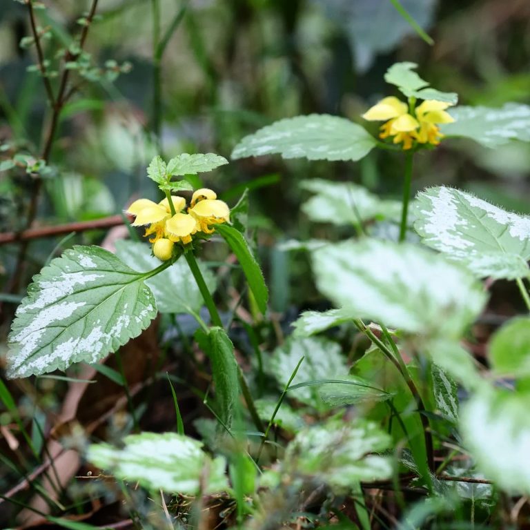 Weeds of Melbourne – Compiling a visual glossary of the weedy heritage ...