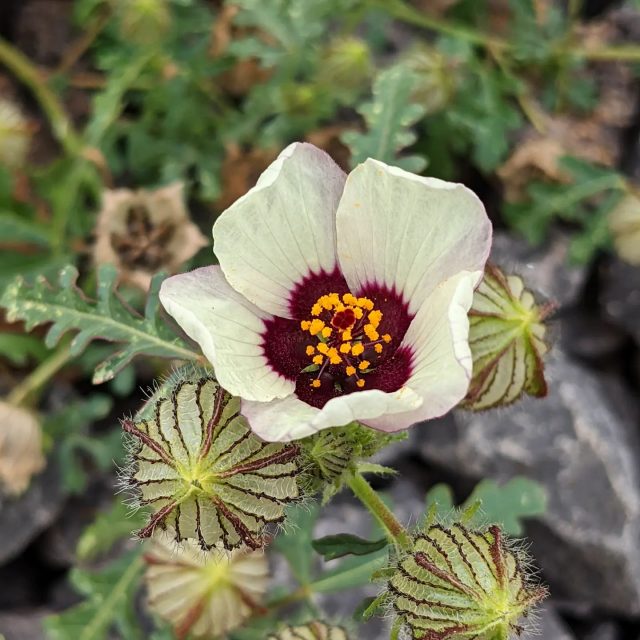 Narrow-leaved Bladder Ketmia (presumed Hibiscus tridactylites) – Weeds ...