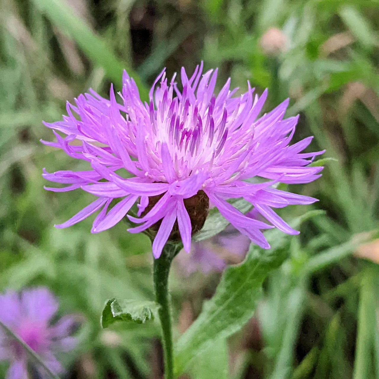 Weeds of Melbourne – Compiling a visual glossary of the weedy heritage ...