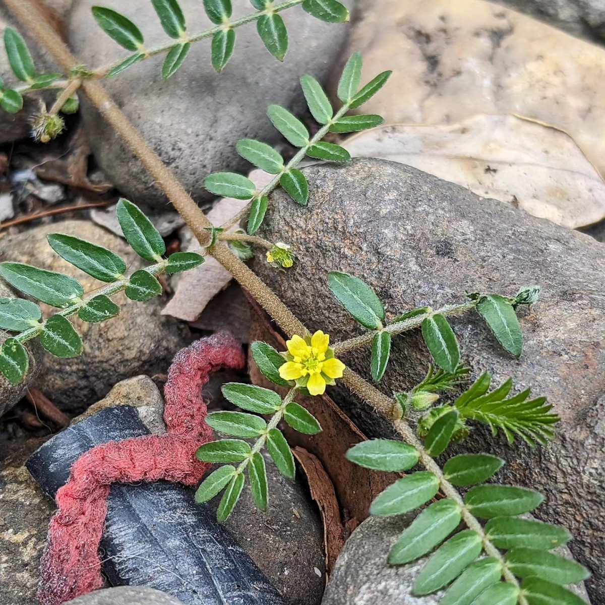 Caltrop (Tribulus terrestris) – Weeds of Melbourne