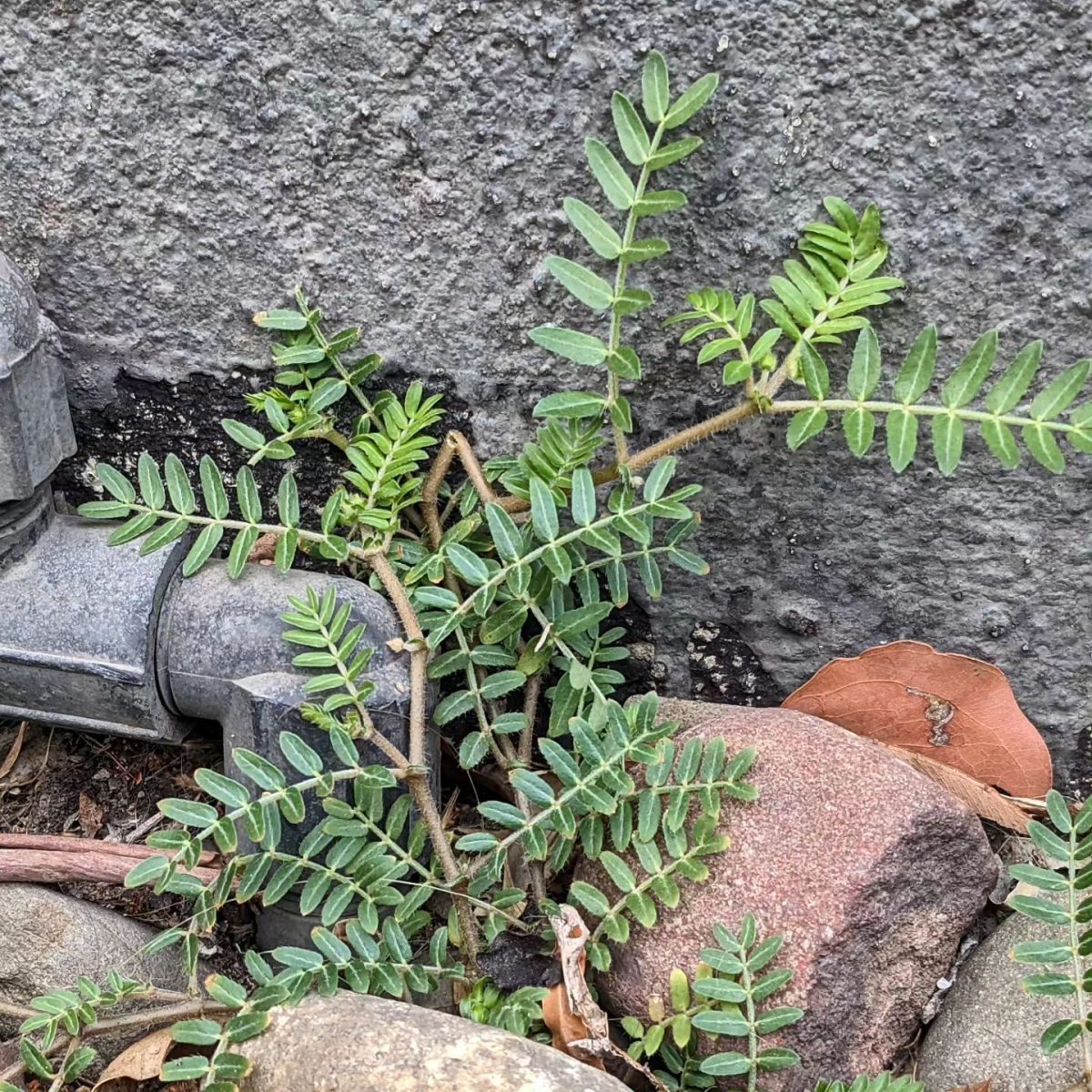 Caltrop (Tribulus terrestris) – Weeds of Melbourne