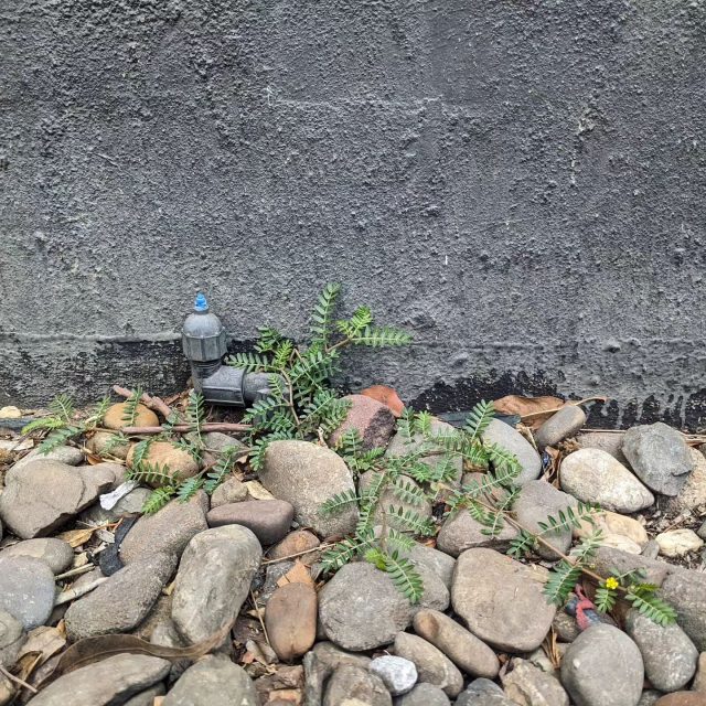 Caltrop (Tribulus terrestris) – Weeds of Melbourne